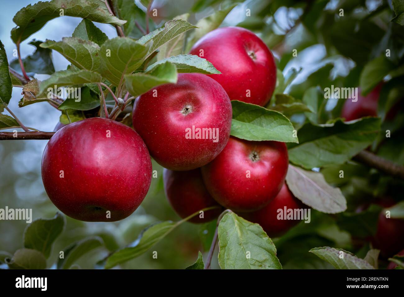 Ripe fruits of red apples on the branches of young apple trees. Fall harvest day in farmer's ...