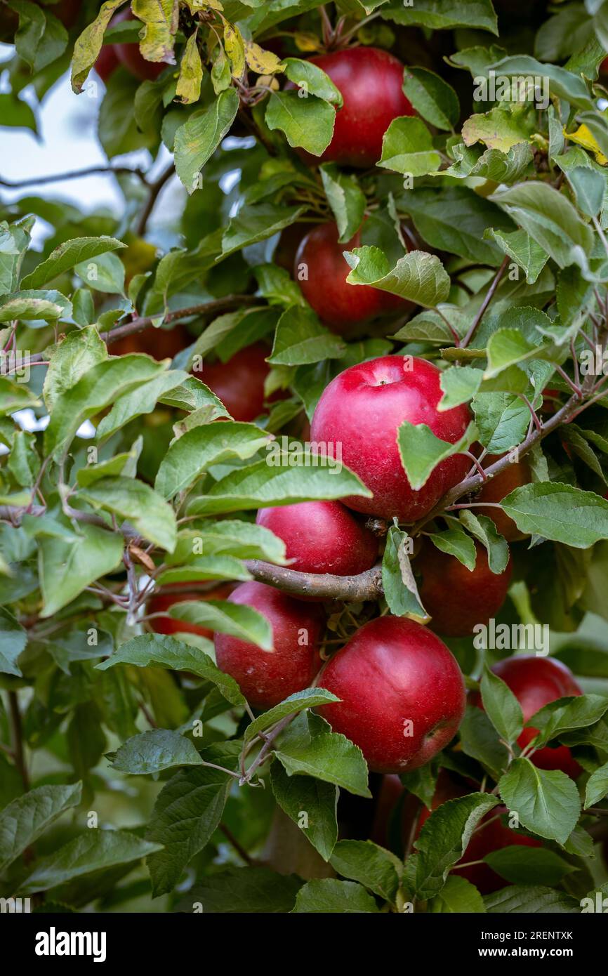 Ripe fruits of red apples on the branches of young apple trees. Fall harvest day in farmer's ...
