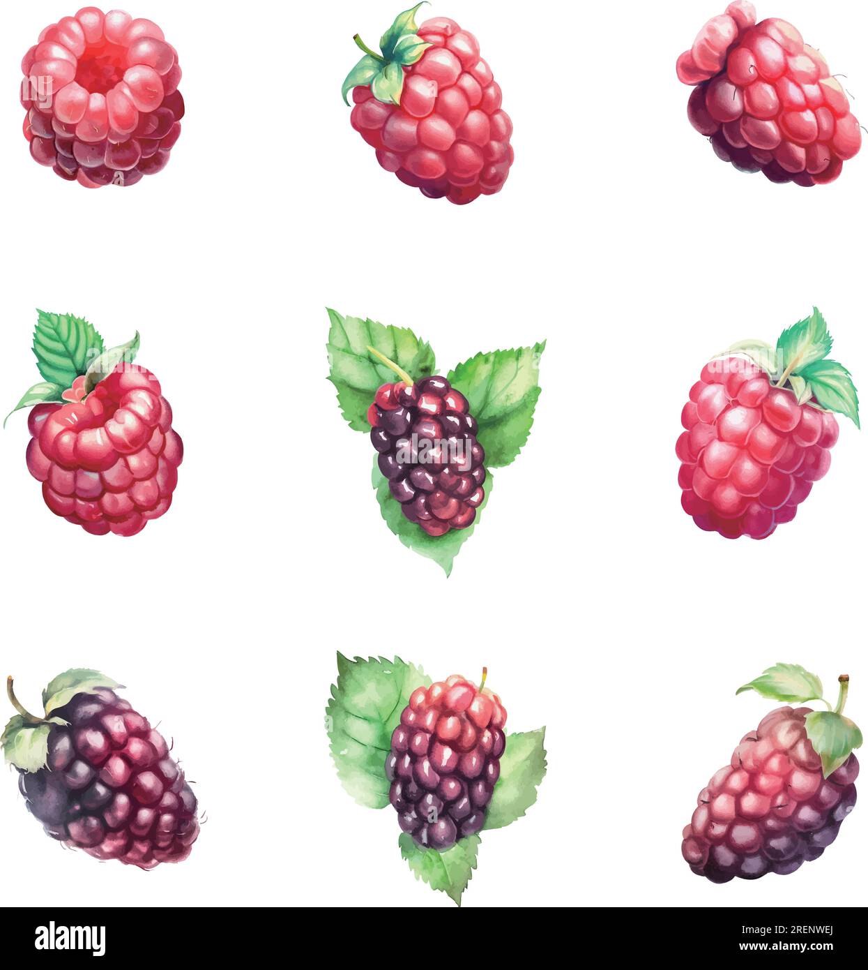 Raspberry and mulberry set, isolated on white background. Watercolor ...