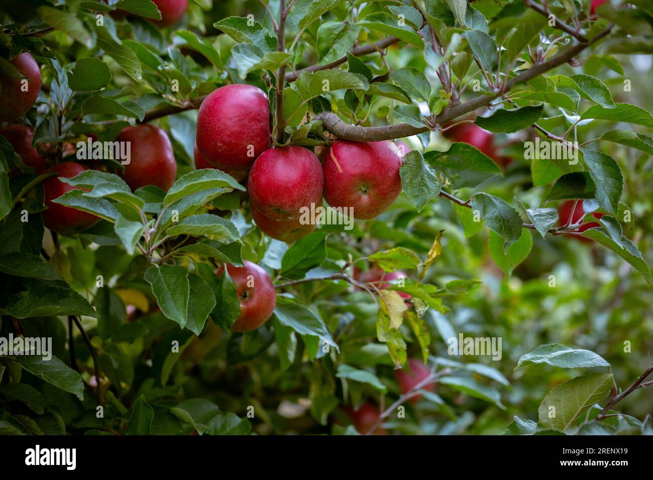 Ripe fruits of red apples on the branches of young apple trees. Fall harvest day in farmer's ...