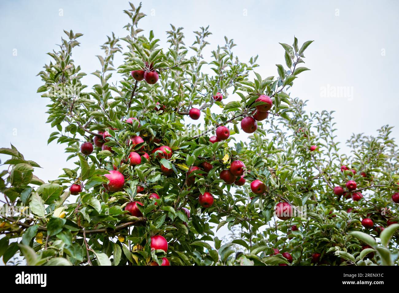 Ripe fruits of red apples on the branches of young apple trees. Fall ...