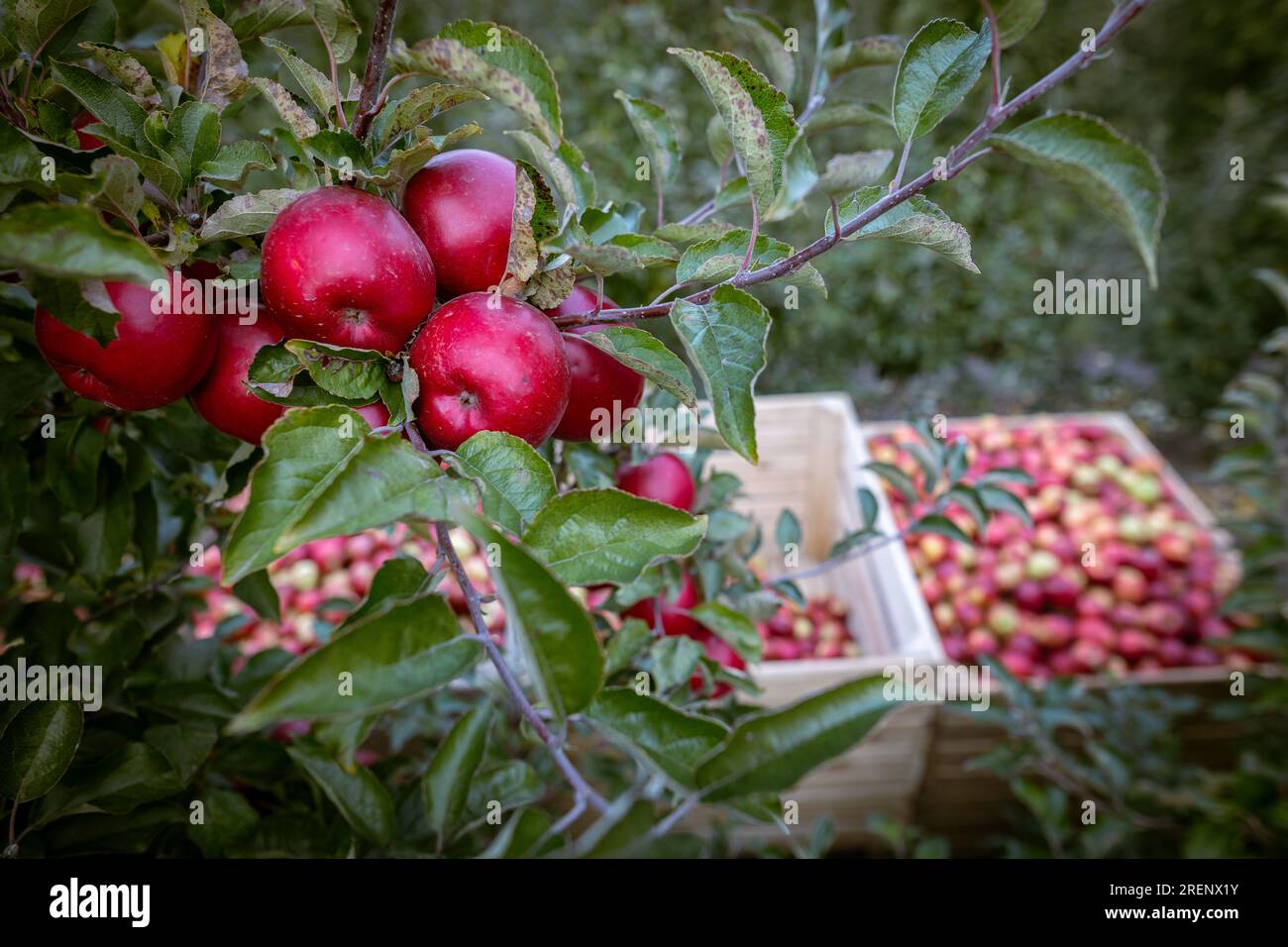 Ripe fruits of red apples on the branches of young apple trees. Fall ...