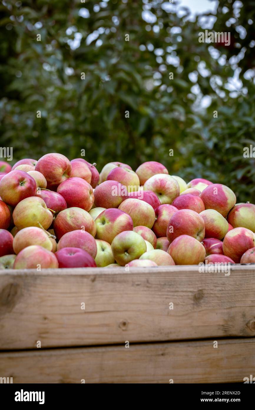 The harvest of fresh ripe red apples just collected from the trees are ...