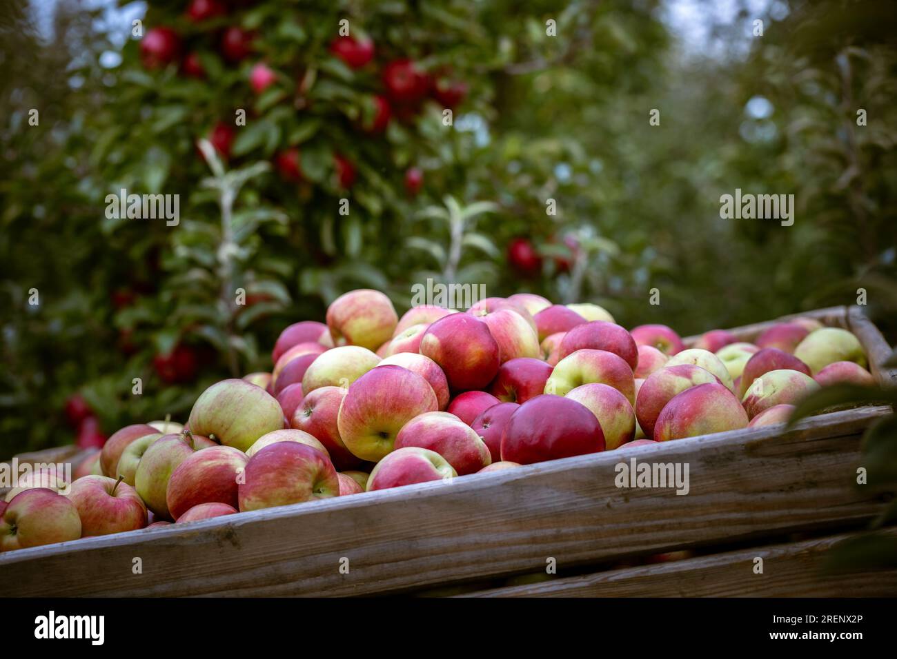 Large wooden shipping box hi-res stock photography and images - Alamy