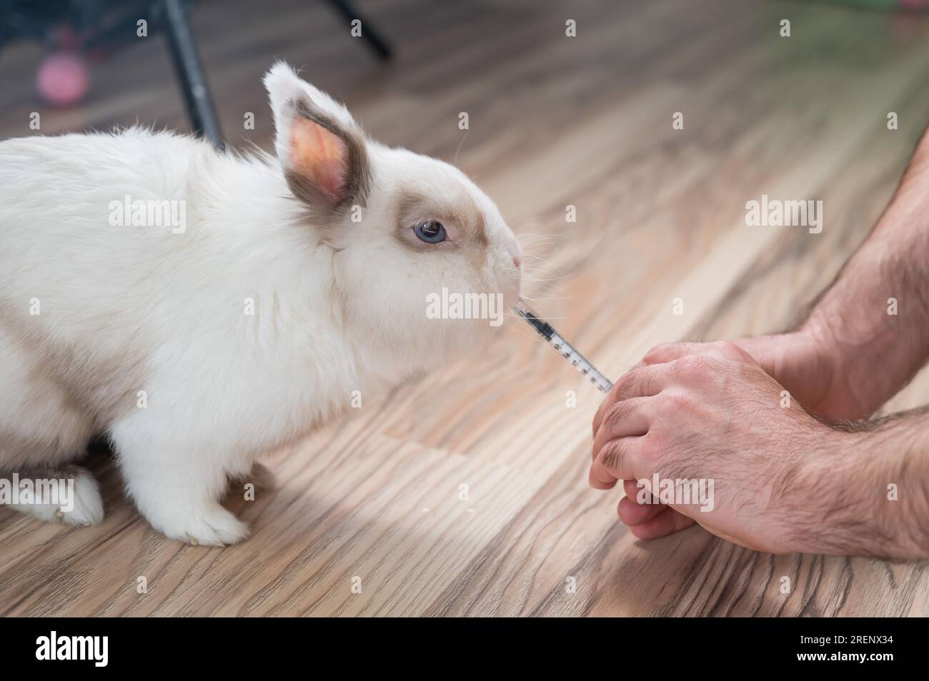 A man gives a rabbit medicine from a syringe. Bunny drinks from a ...