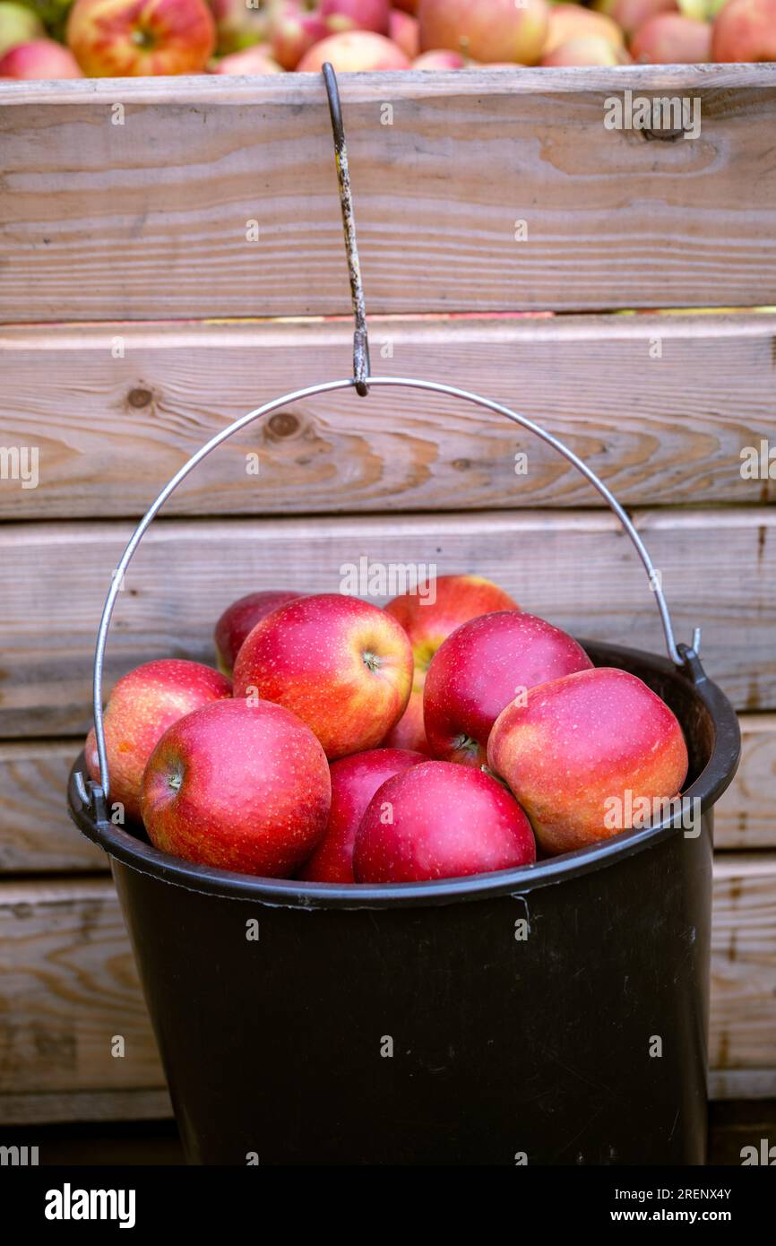 The harvest of fresh ripe red apples just collected from the branches ...