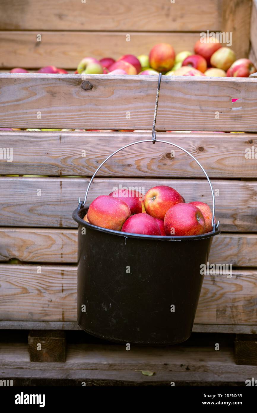 The harvest of fresh ripe red apples just collected from the branches ...