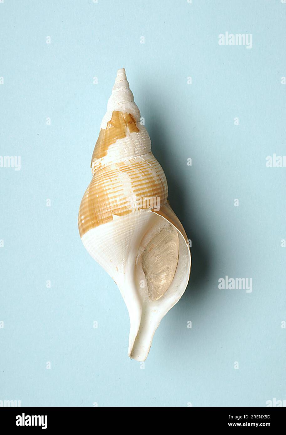 Colidae hi-res stock photography and images - Alamy