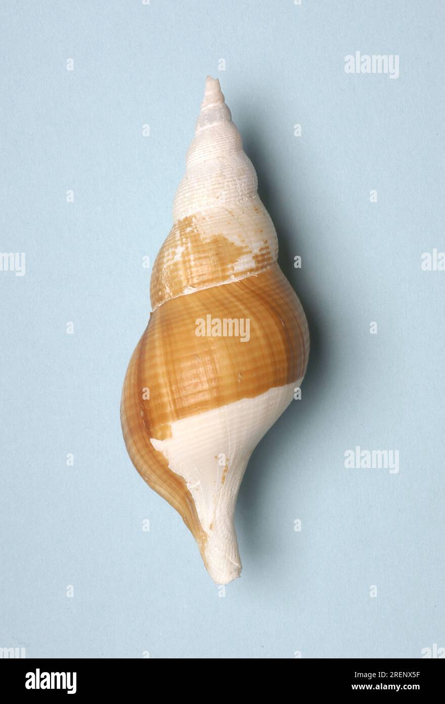 Colus islandicus, Colidae Stock Photo - Alamy