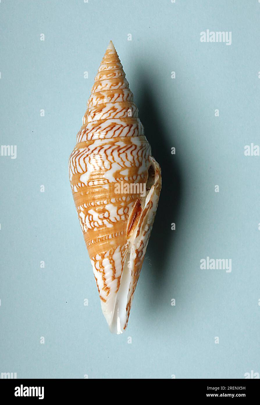 Excelsus hi-res stock photography and images - Alamy