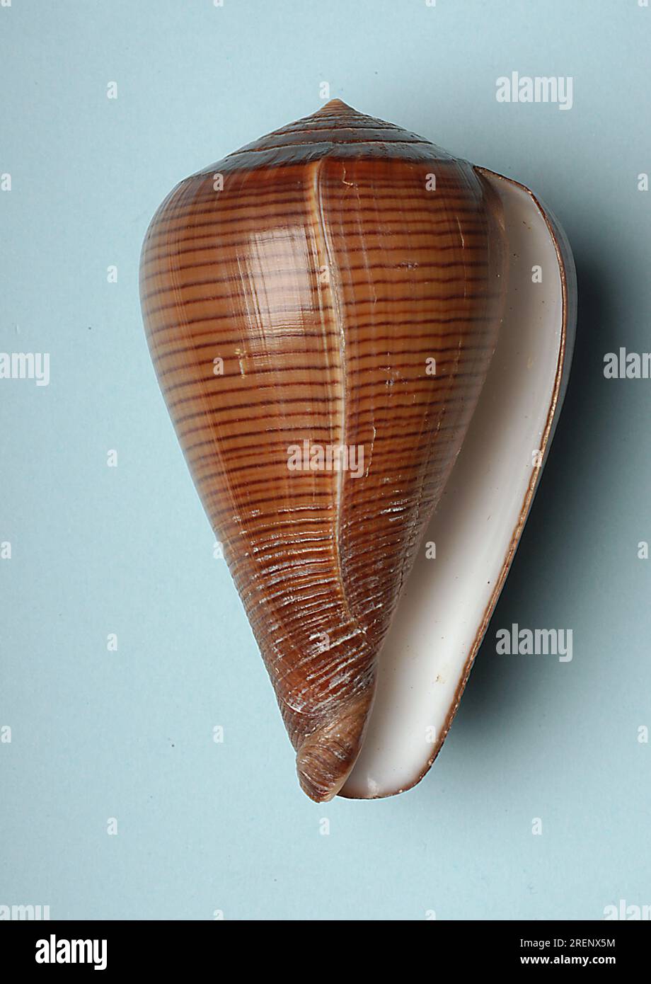 Conus figulinus, Conidae Stock Photo - Alamy