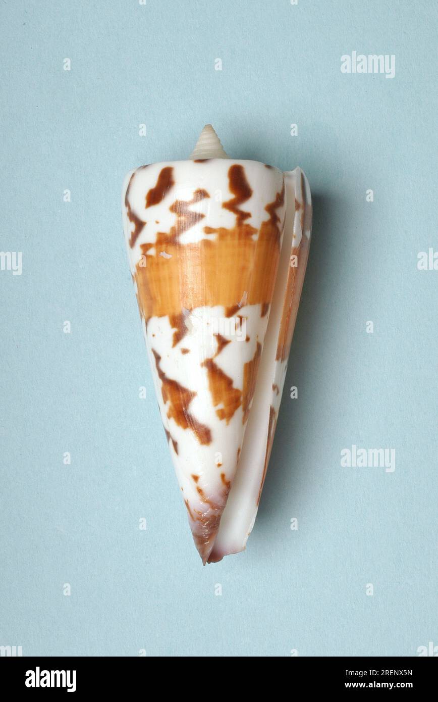 Conus generalis, Conidae Stock Photo - Alamy