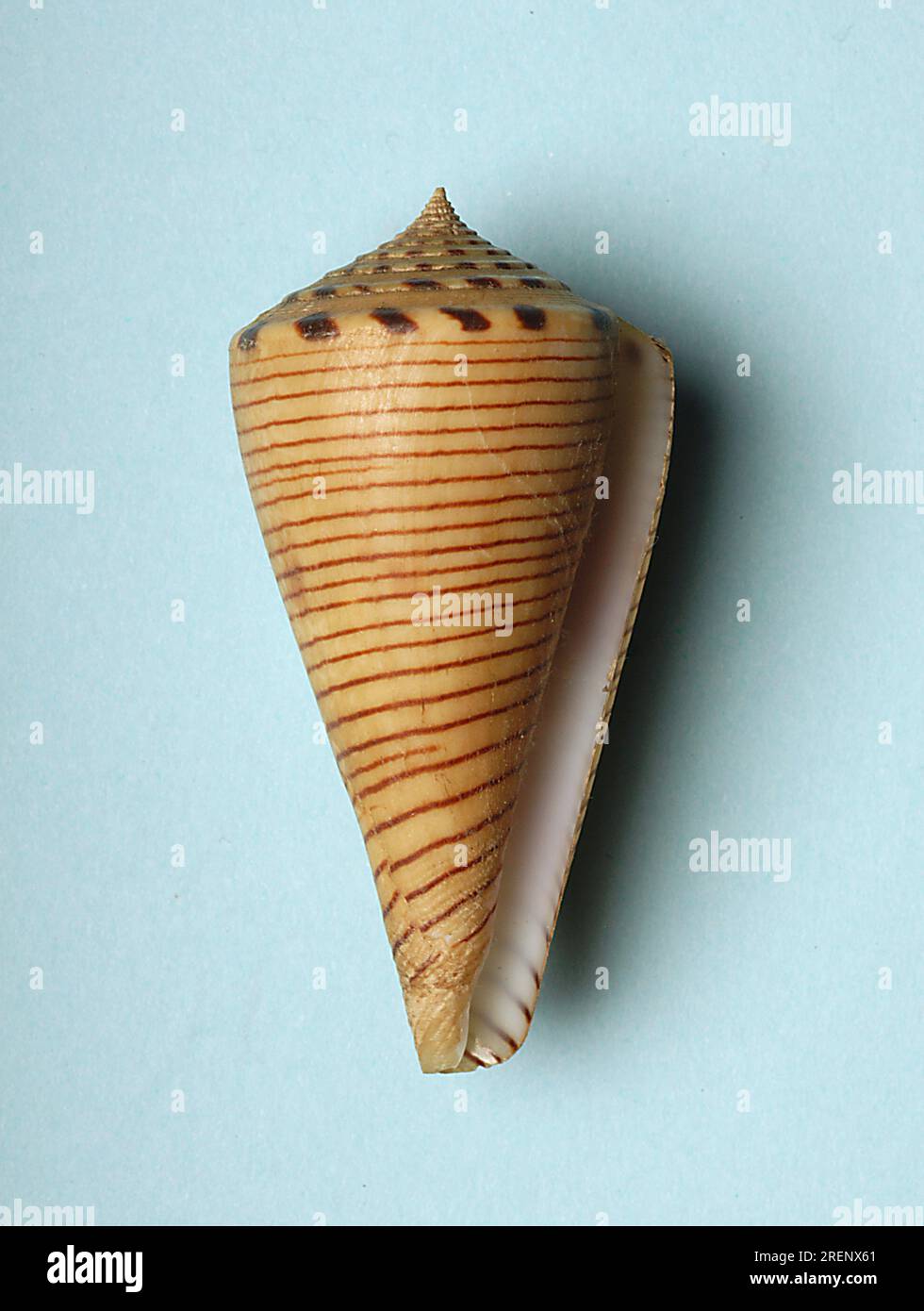 Conus hirasei, Conidae Stock Photo - Alamy