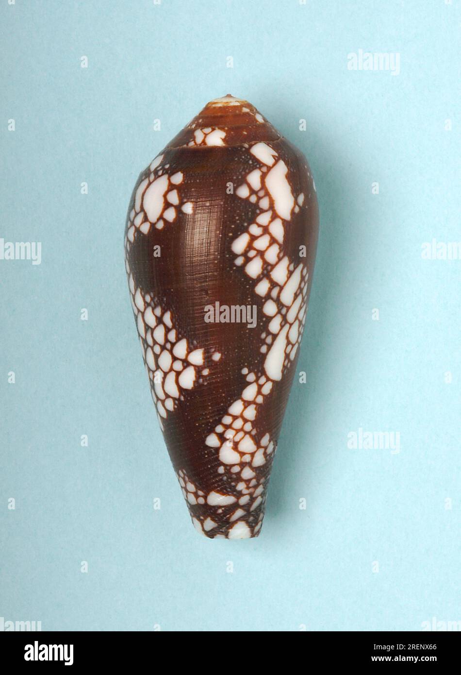 Conidae hi-res stock photography and images - Alamy