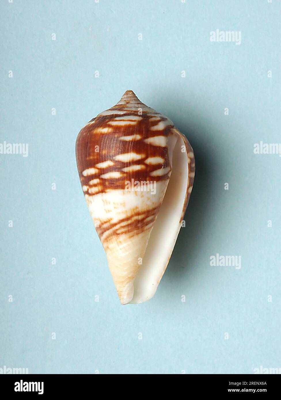 Conus mercator, Conidae Stock Photo - Alamy