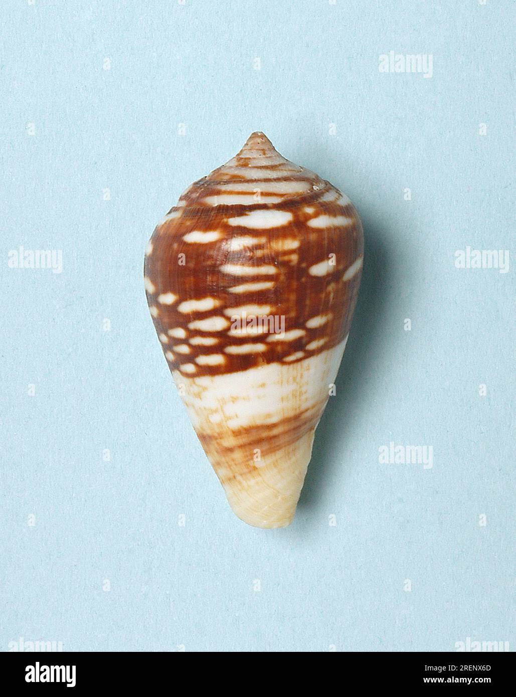 Conus mercator hi-res stock photography and images - Alamy