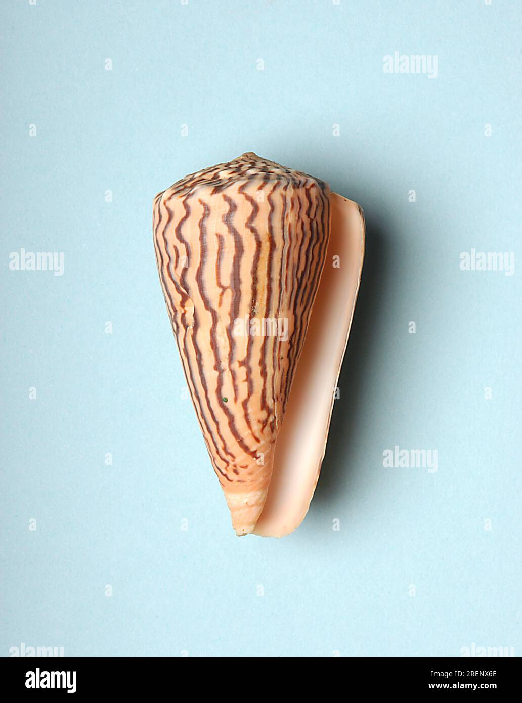 Conus princeps hi-res stock photography and images - Alamy