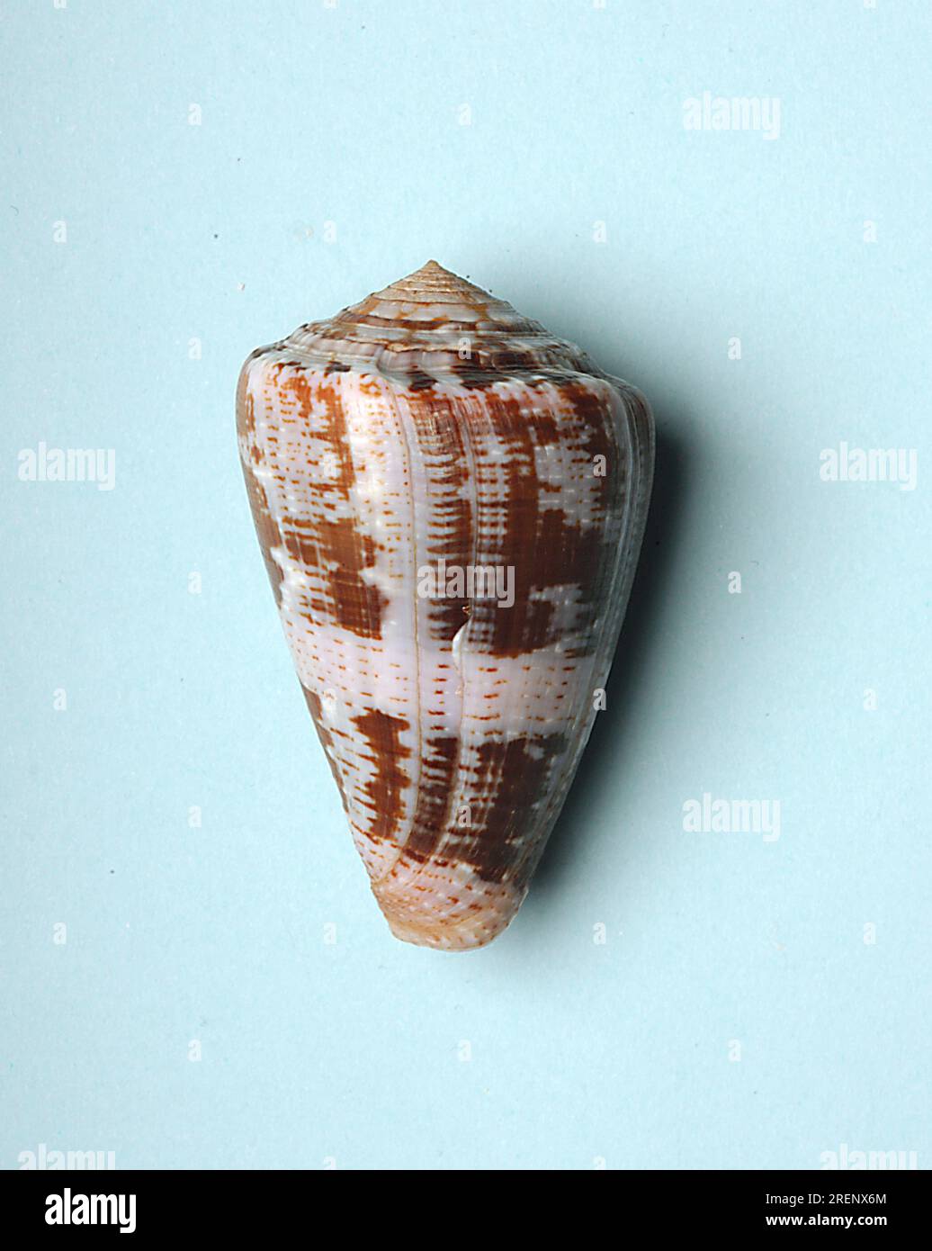 Conus purpurascens, Conidae Stock Photo - Alamy