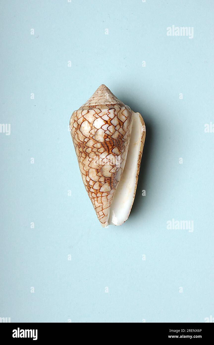 Conus textile shell hi-res stock photography and images - Alamy