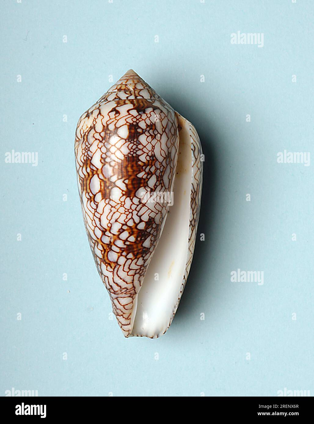 Conus textile shell hi-res stock photography and images - Alamy