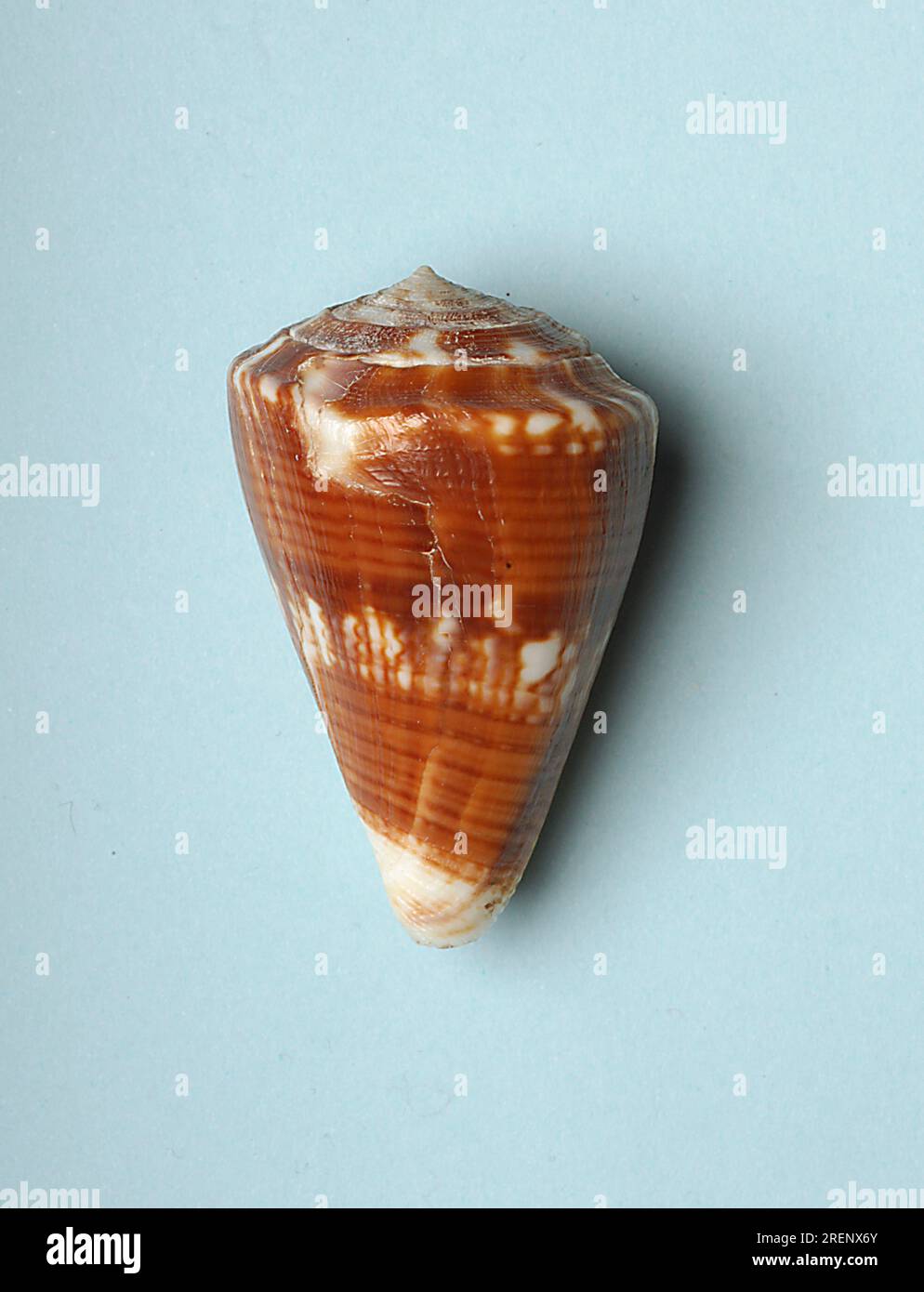 Conidae hi-res stock photography and images - Alamy