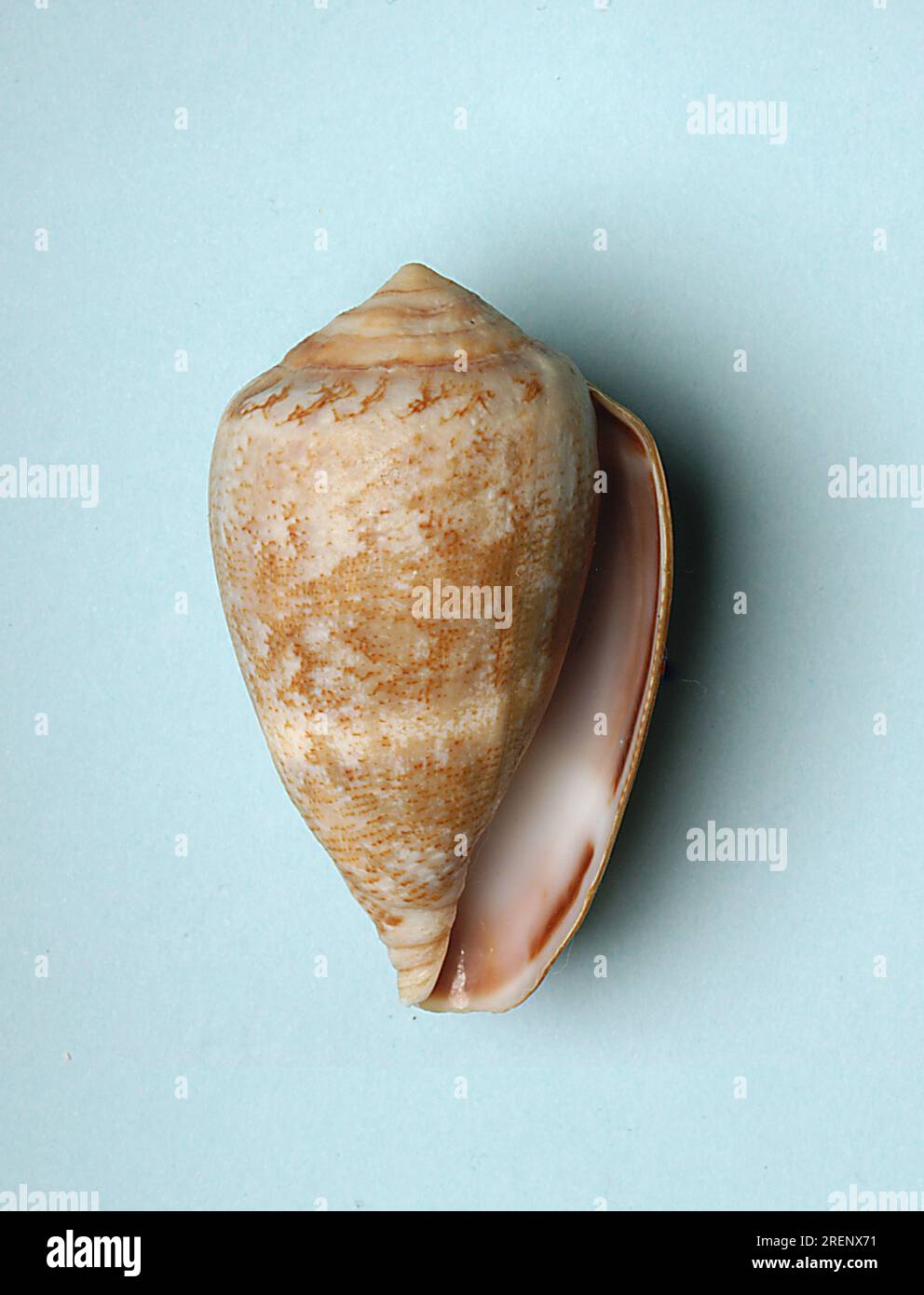 Conus ventricosus, Conidae Stock Photo - Alamy