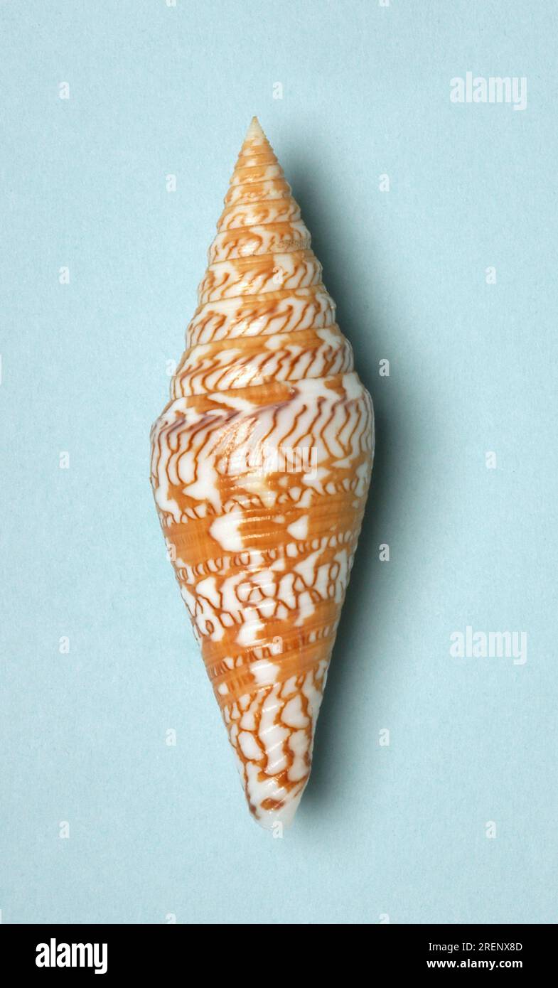Conus excelsus, Conidae Stock Photo - Alamy