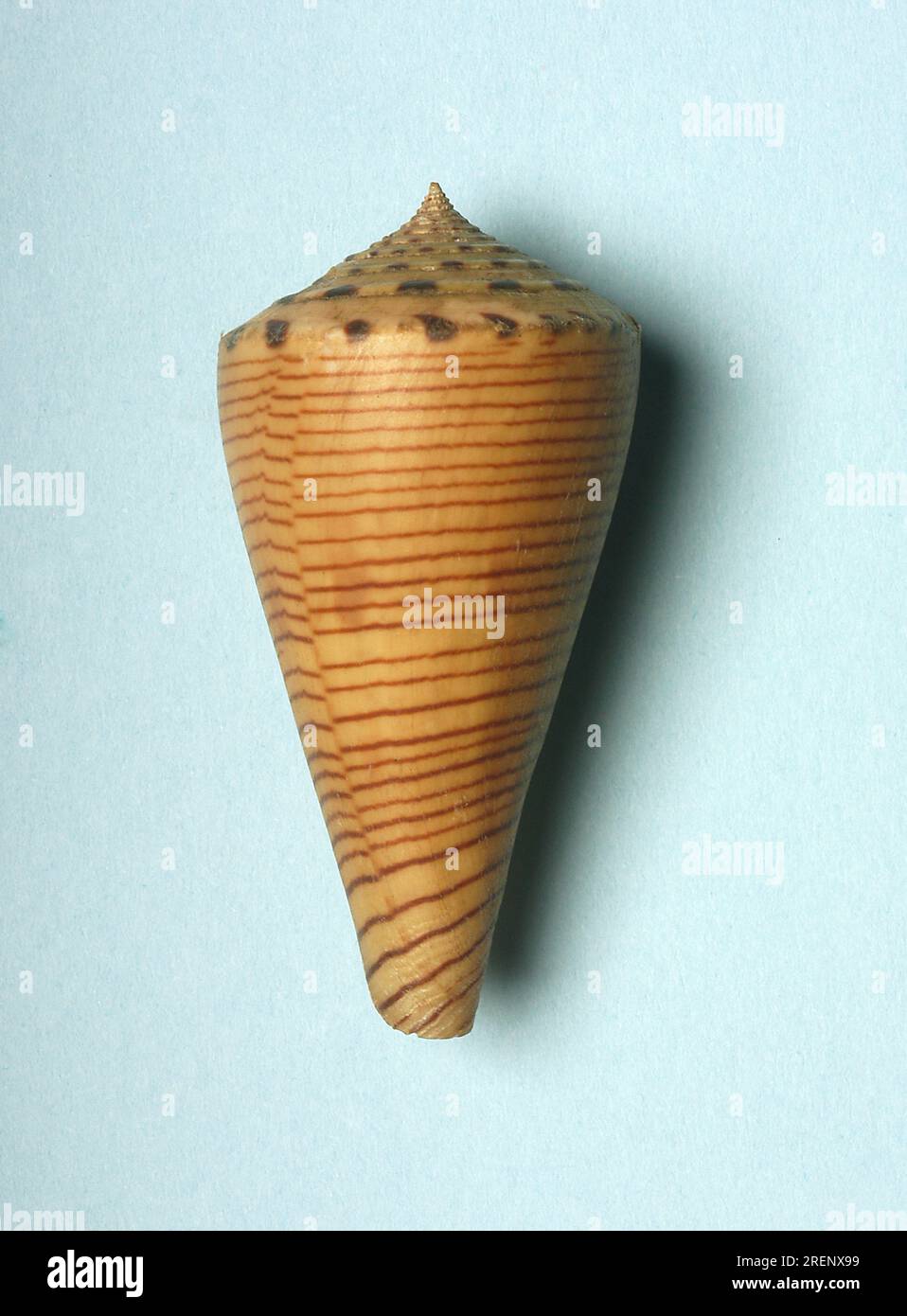 Conidae hi-res stock photography and images - Alamy