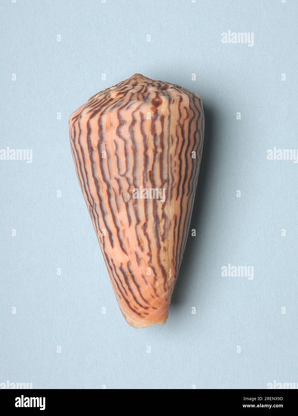 Conidae hi-res stock photography and images - Alamy