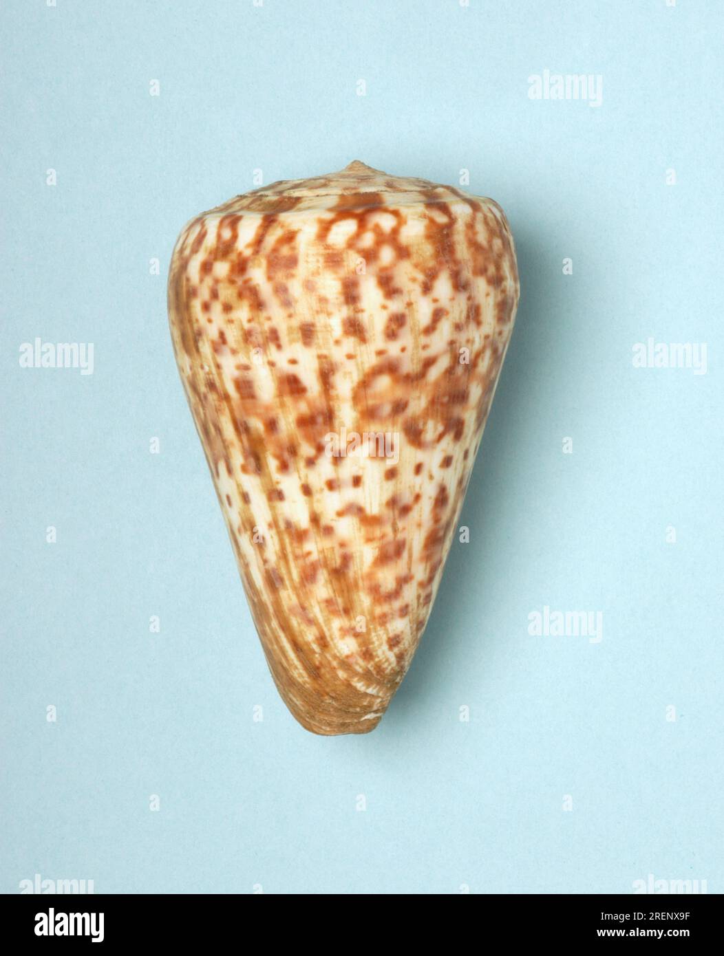 Conidae hi-res stock photography and images - Alamy