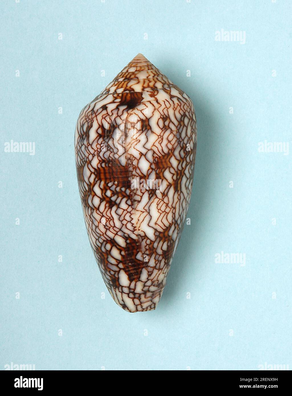 Conus textile shell hi-res stock photography and images - Alamy