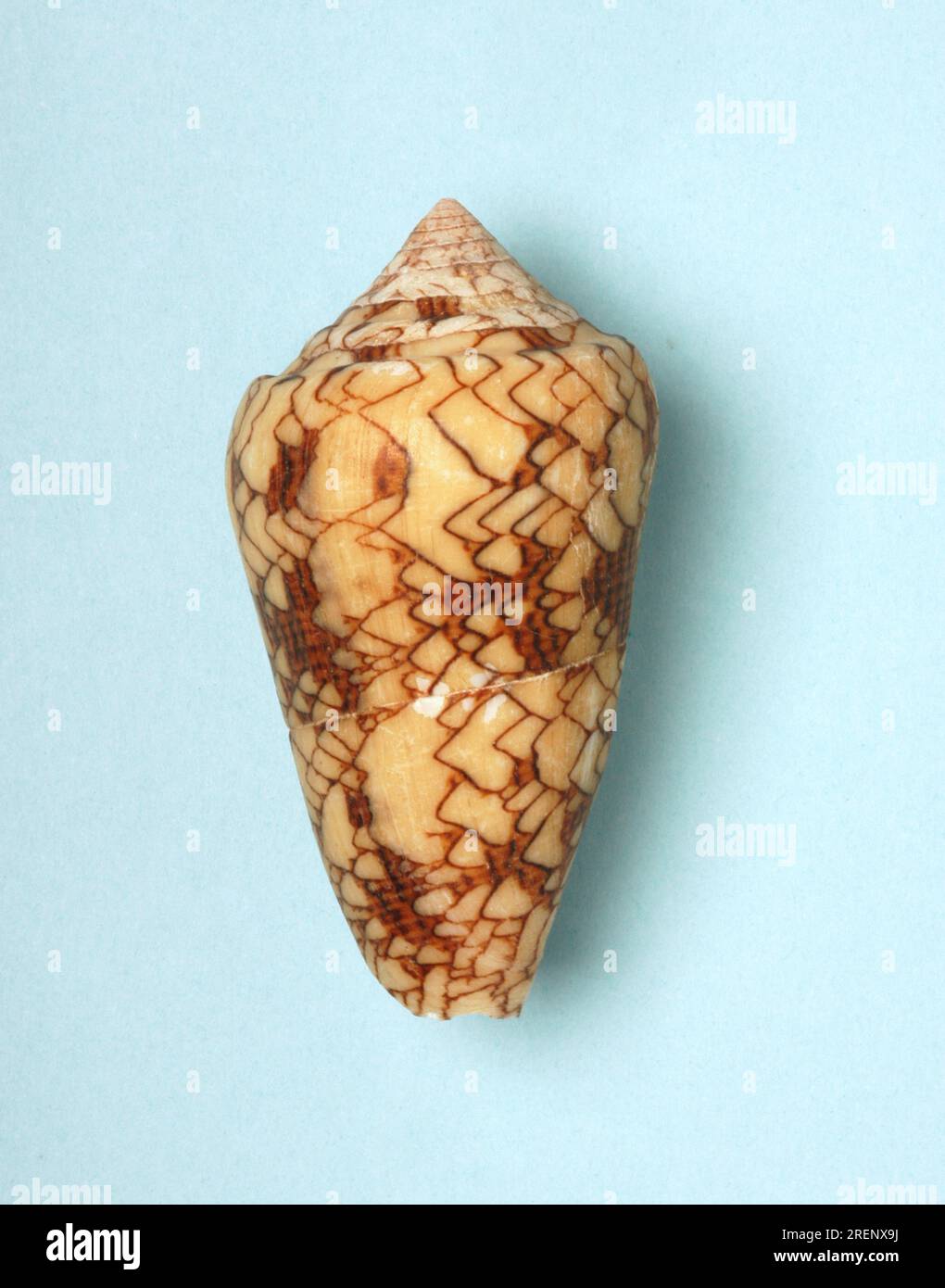 Conus textile, Conidae Stock Photo - Alamy