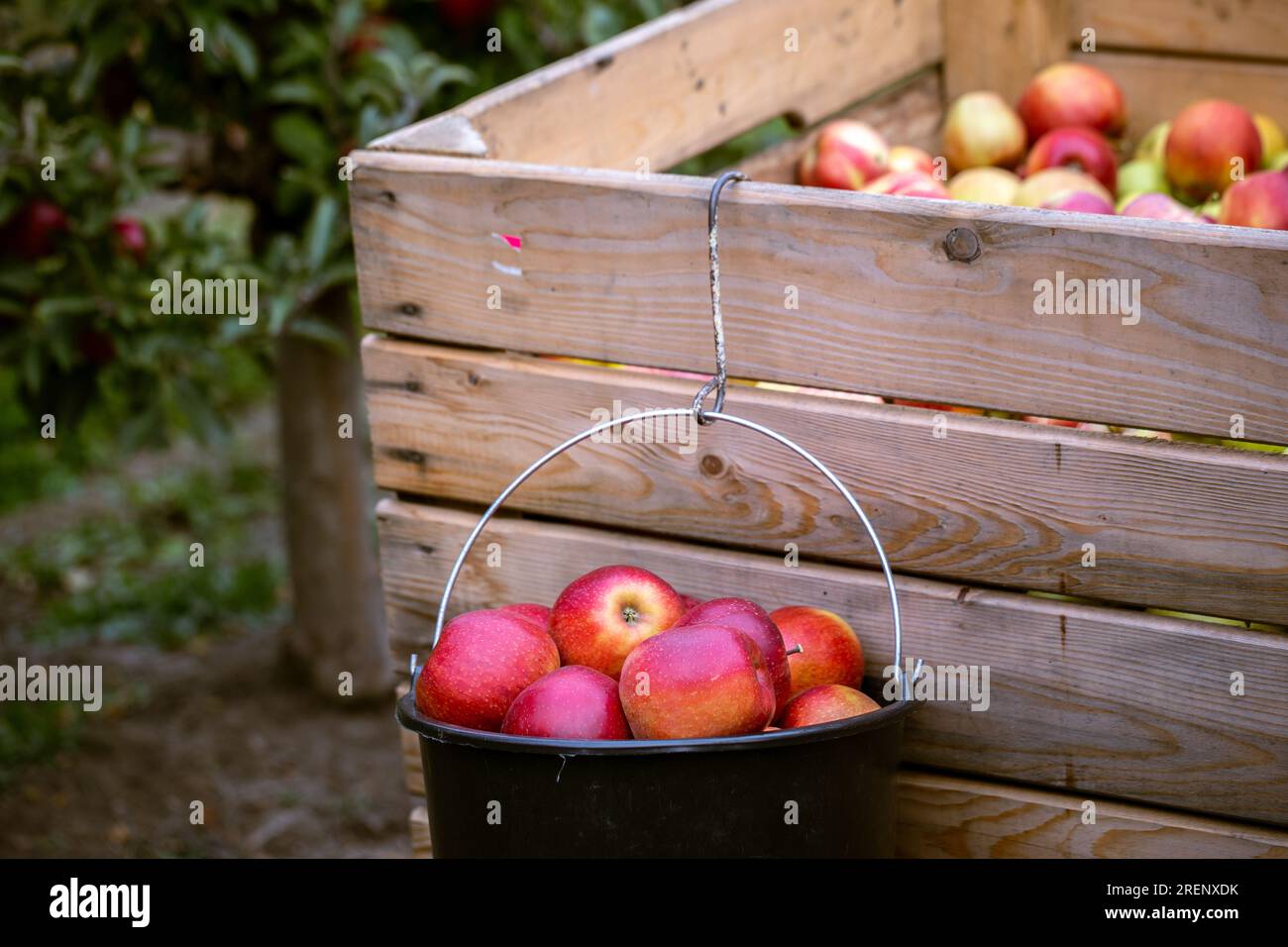 The harvest of fresh ripe red apples just collected from the branches ...