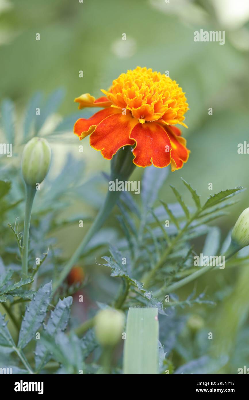 French orange marigold flower (Tagetes) in full bloom Stock Photo - Alamy