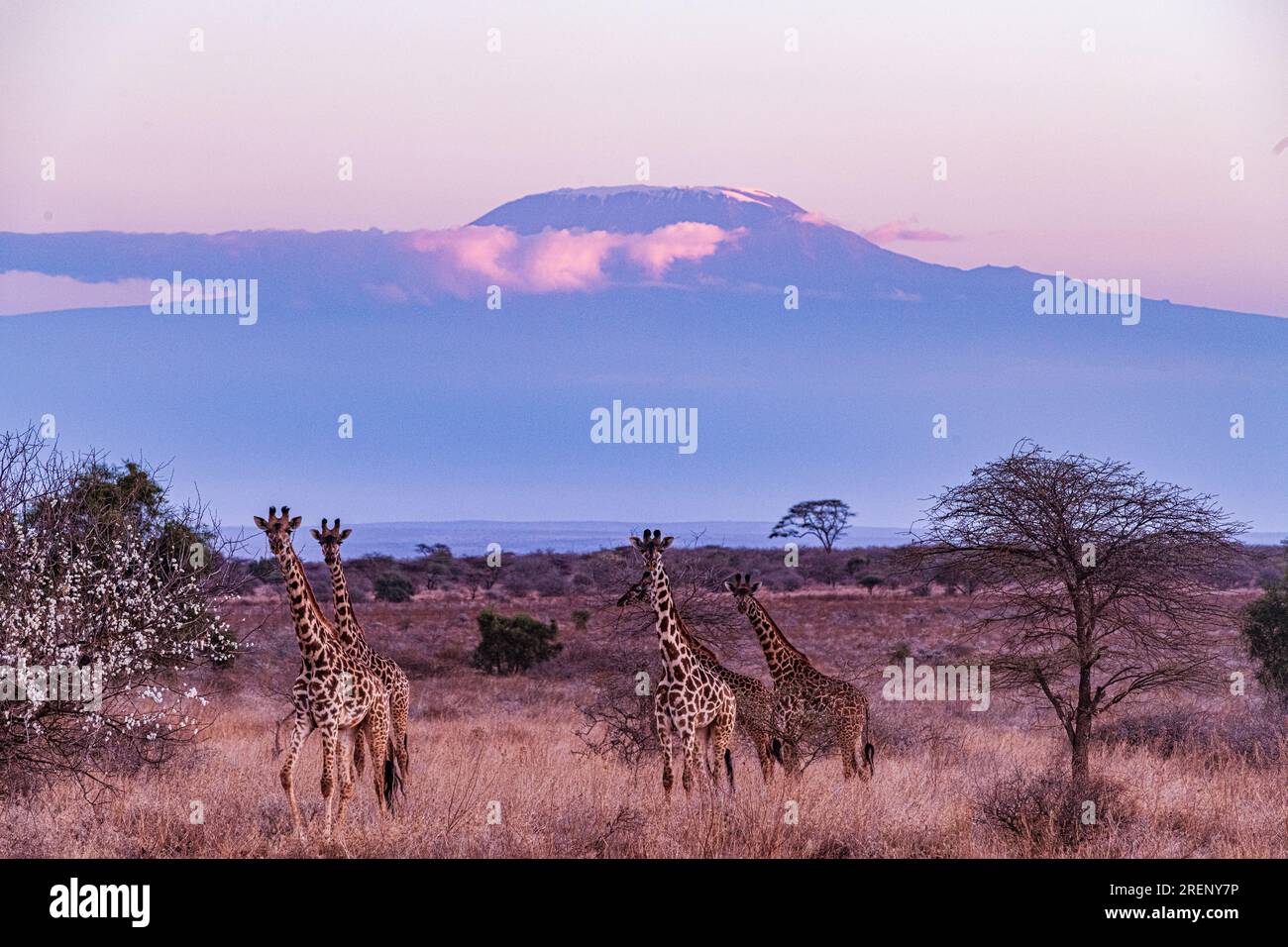 Loitokitok road hi-res stock photography and images - Alamy