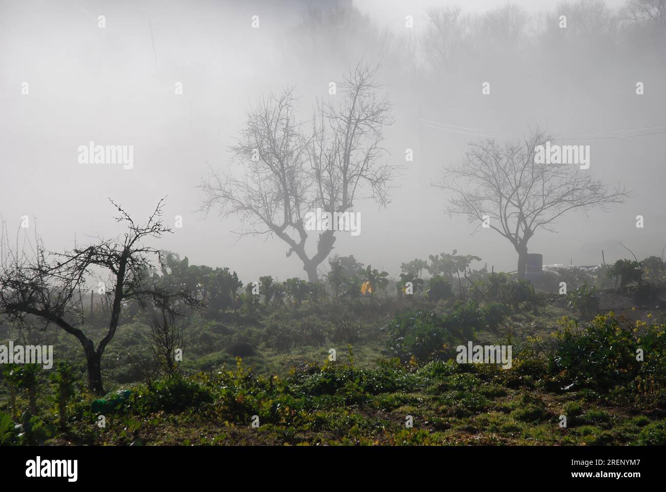 Fenomeno hi-res stock photography and images - Alamy