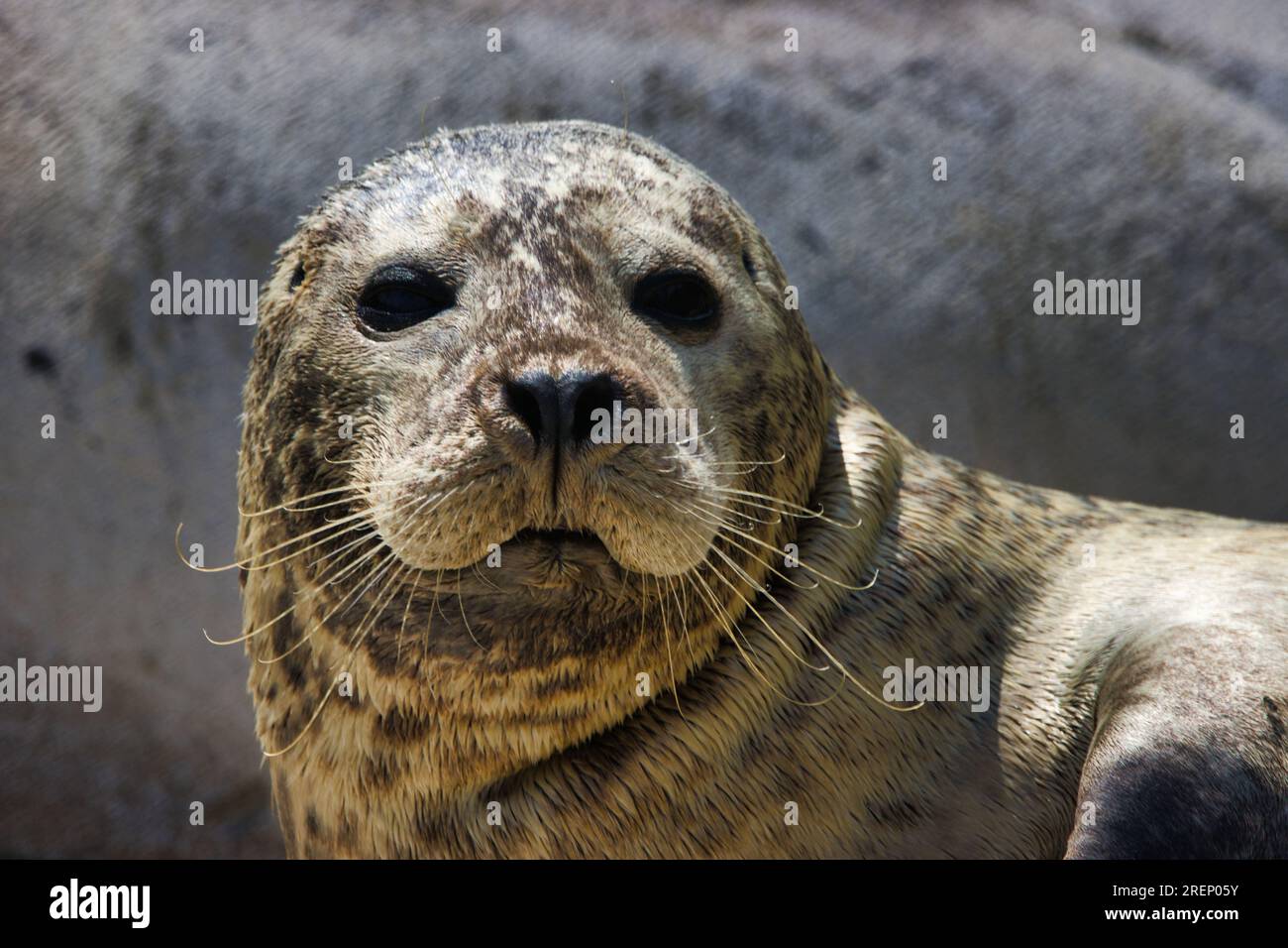 Laughing seals hi-res stock photography and images - Alamy