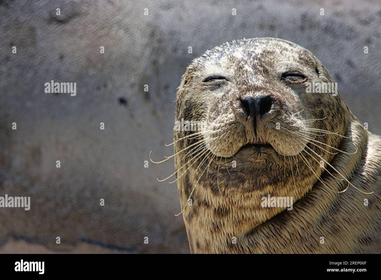 Laughing seals hi-res stock photography and images - Alamy