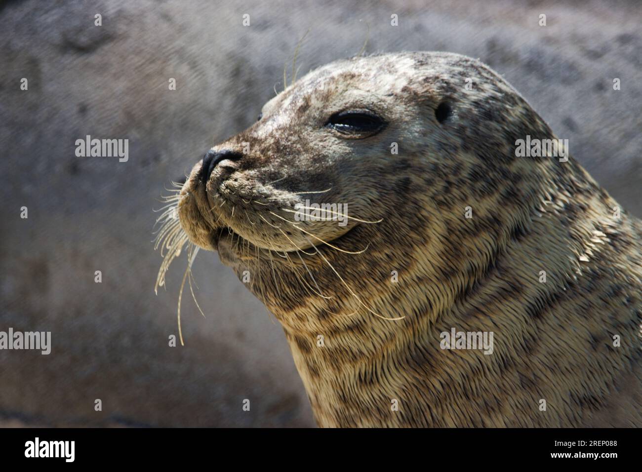 Laughing seals hi-res stock photography and images - Alamy