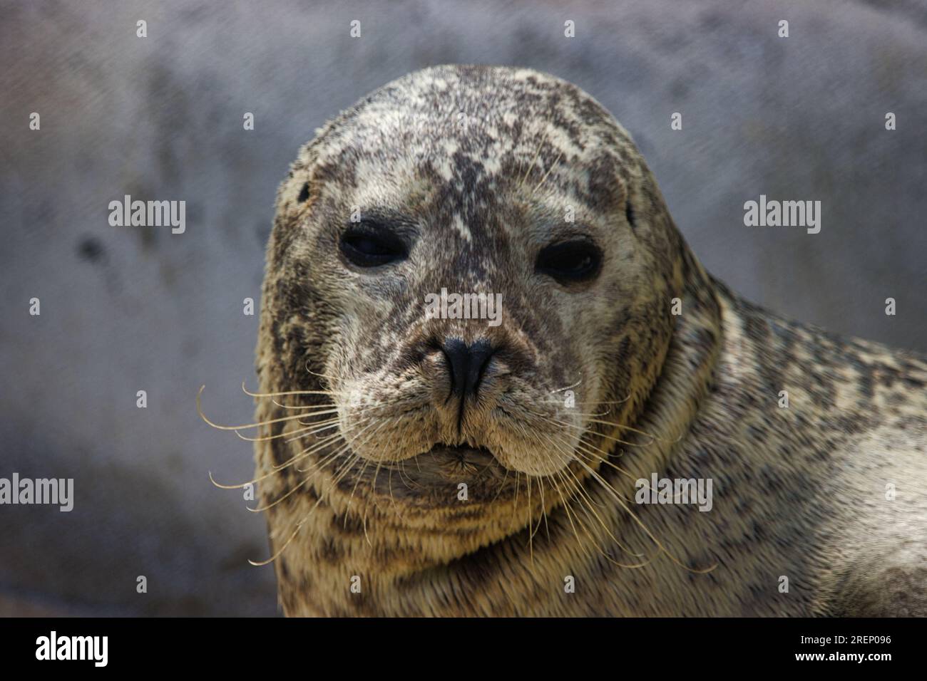 Laughing seal hi-res stock photography and images - Alamy
