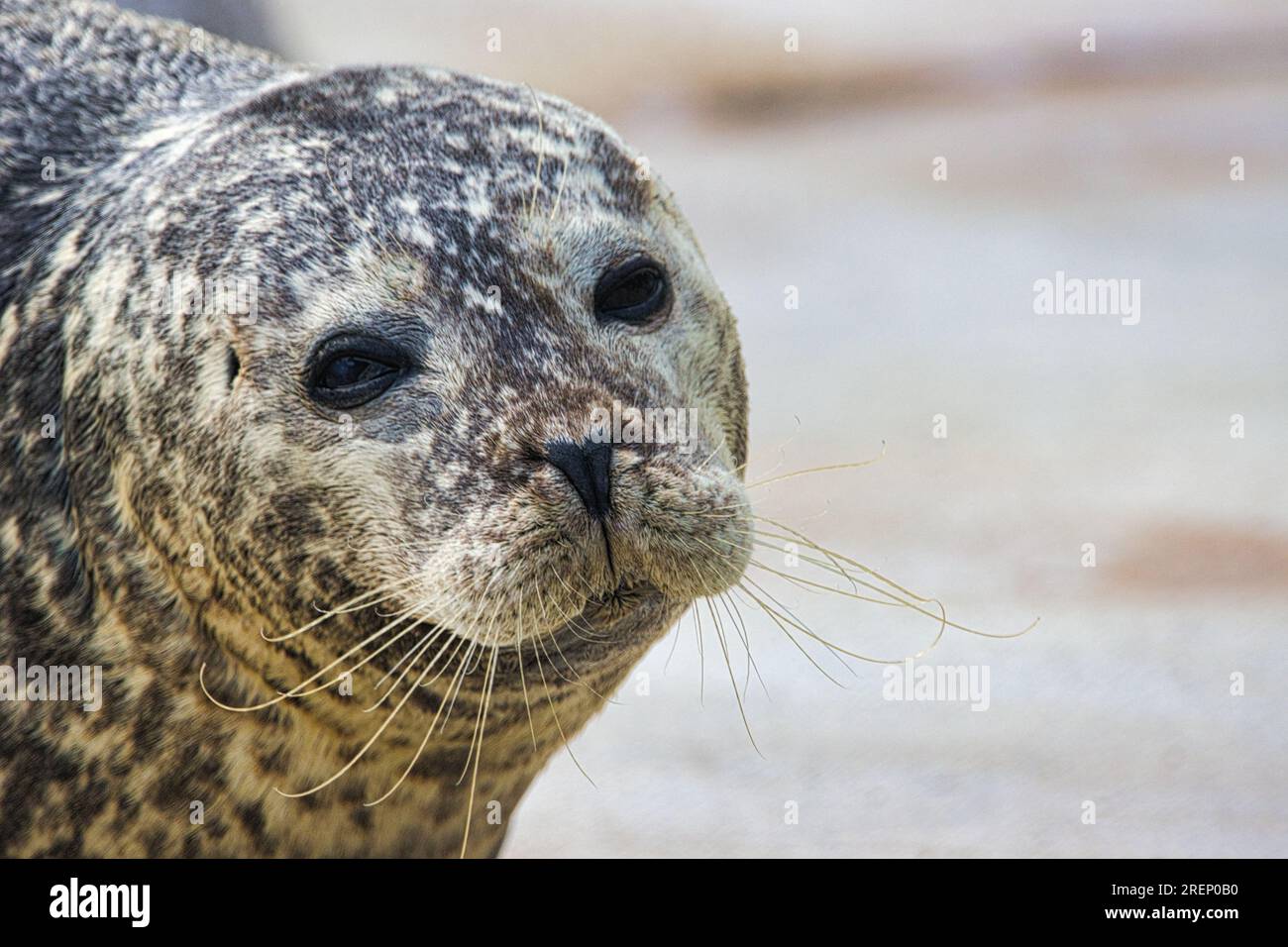 Laughing seals hi-res stock photography and images - Alamy