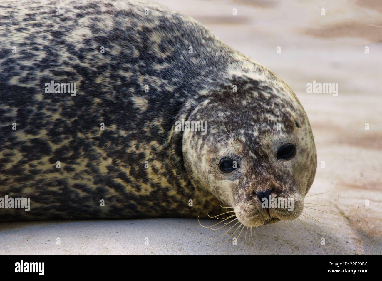 Laughing seals hi-res stock photography and images - Alamy