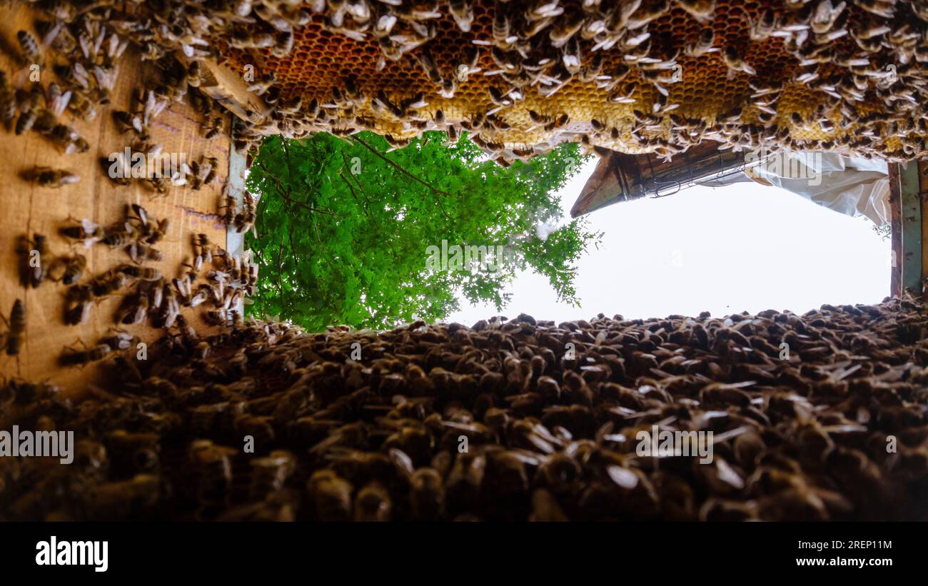 Inside of a beehive full with bees. Apiculture background photo ...