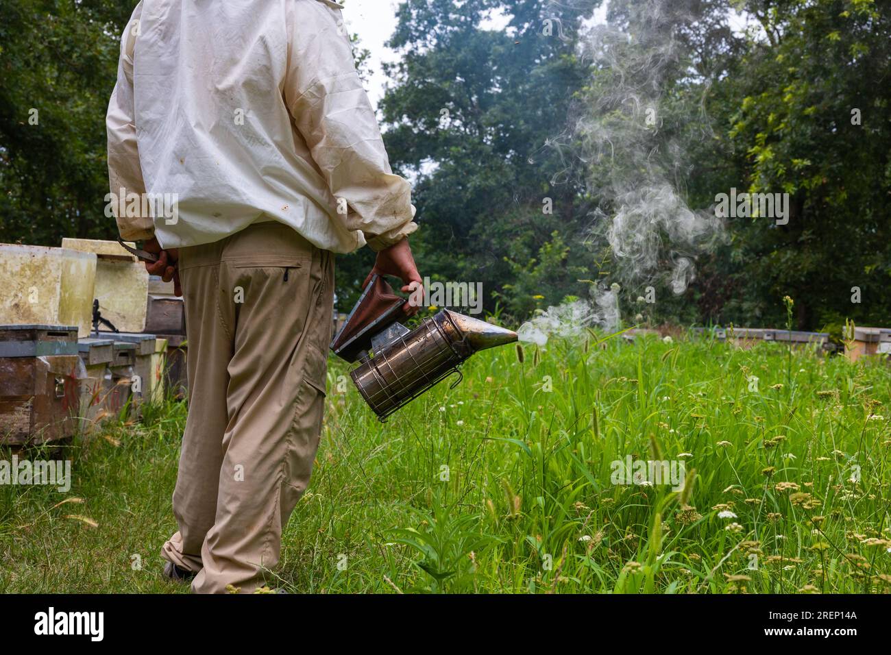 Beekeeper with bee smoker in the apiary in a forest. Honey production ...