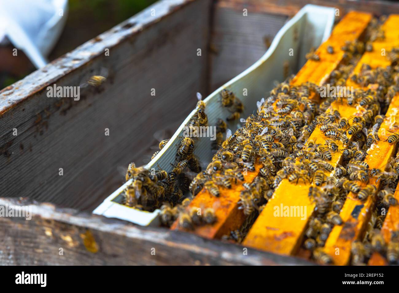 Inside of a beehive with a plastic divider or follower board and bees ...