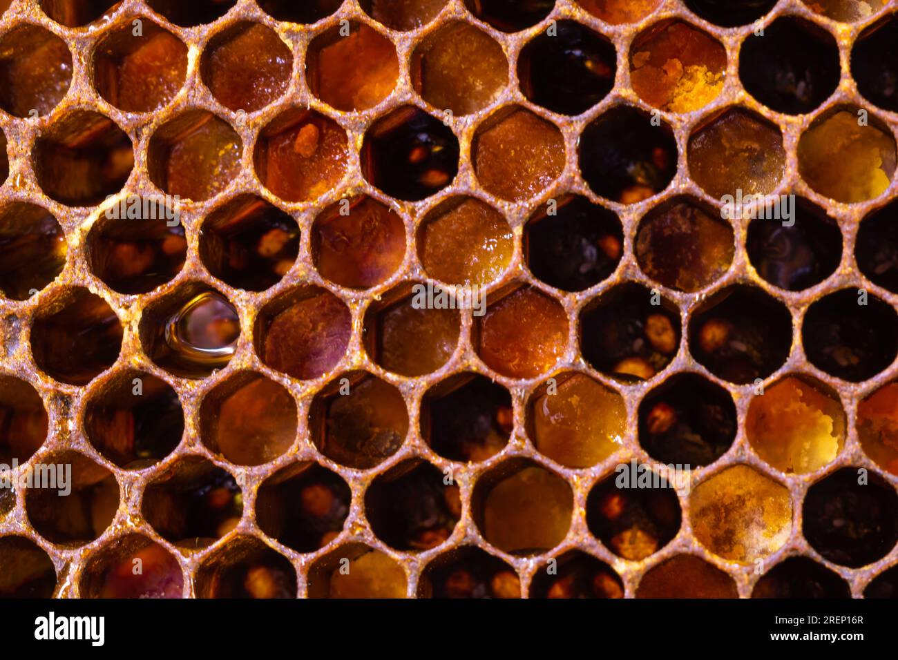 Apiculture background photo. Honeycomb view with bee breads in the ...