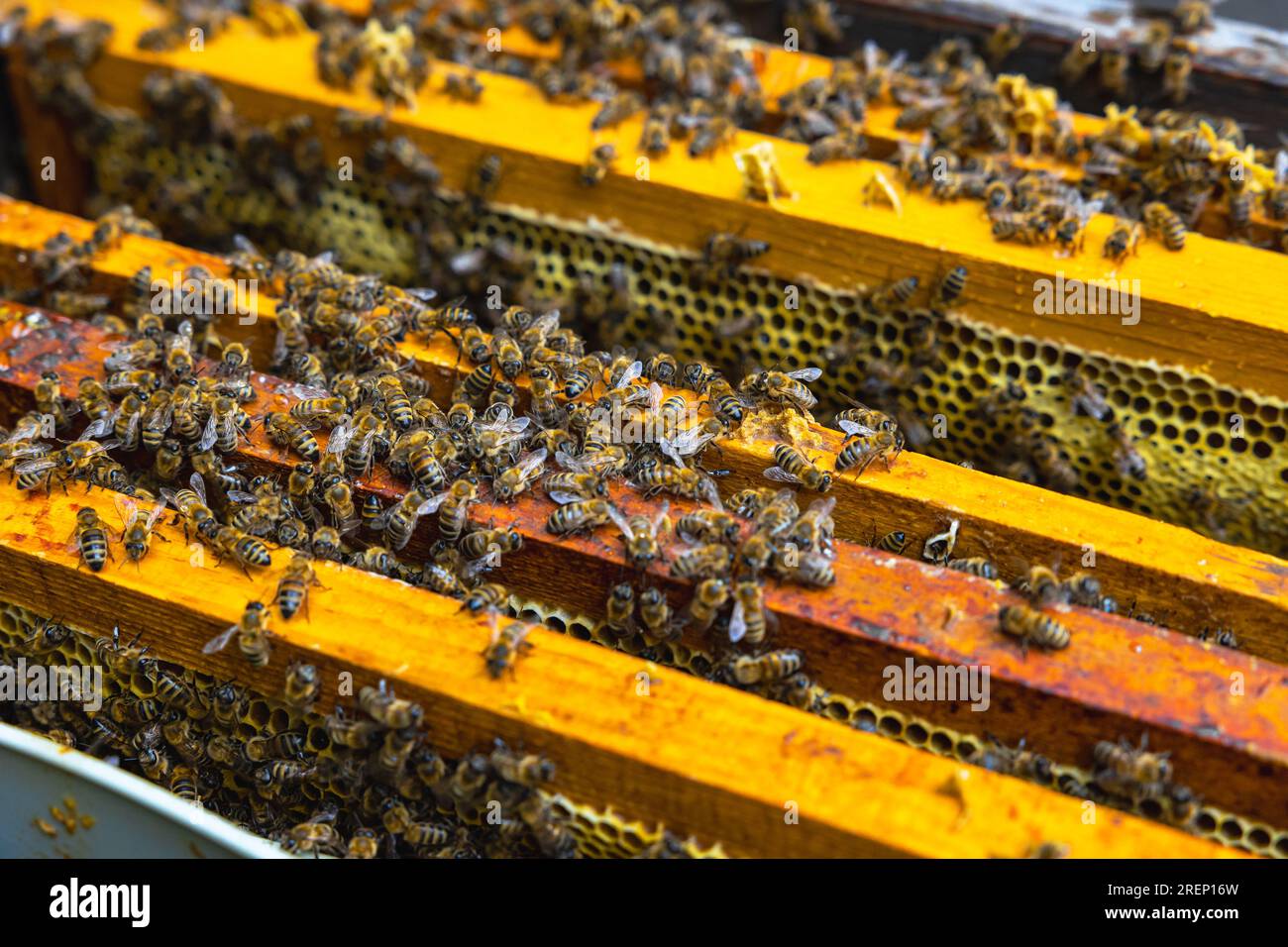 Bees on the wooden honeycomb frames in a beehive. Apiculture or honey ...