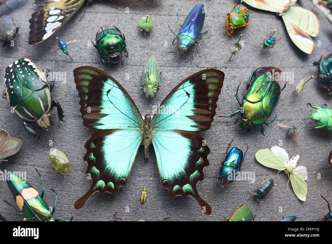 A photograph of colourful insects from inside Oxford's Museum of ...