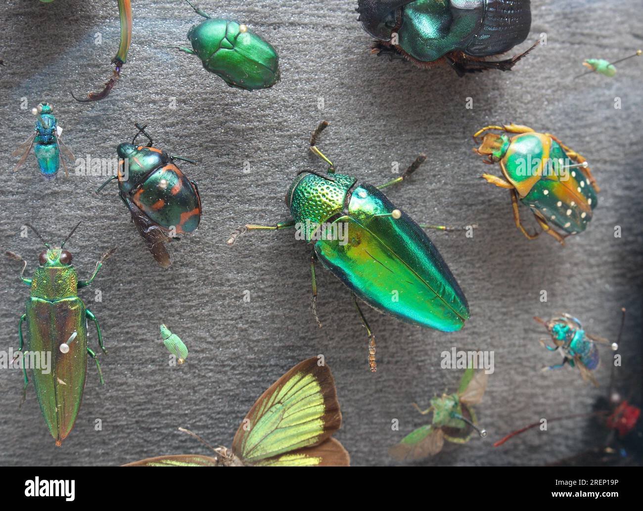 A photograph of colourful insects from inside Oxford's Museum of ...