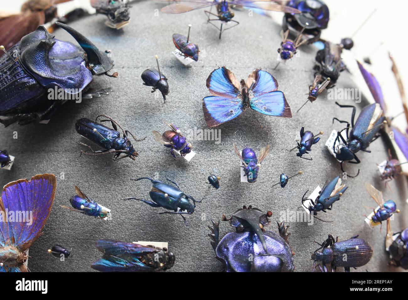 A photograph of colourful insects from inside Oxford's Museum of ...